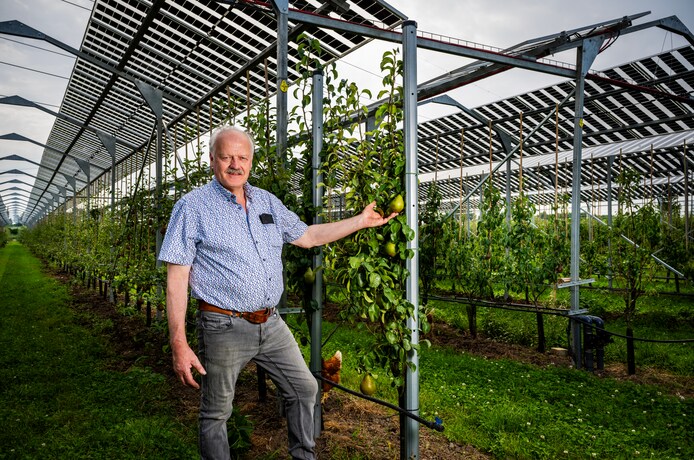 Zonnepanelen boven de perenbomen leek een briljant plan en nu kan Johan ...