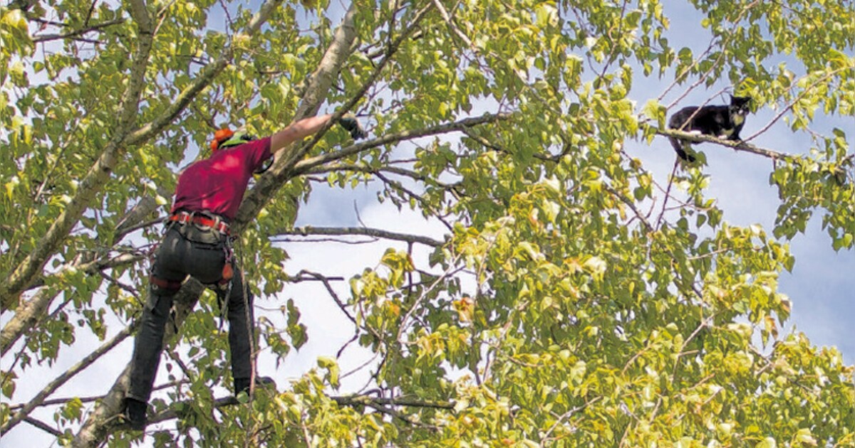 Kat Snuitje rent weg nadat hij uit boom wordt gered | Nieuws | AD.nl