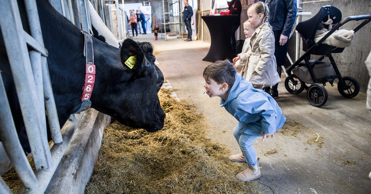 Koeien en kalfjes trekken jong en oud bij opening Maashoeve in Maasdam ...