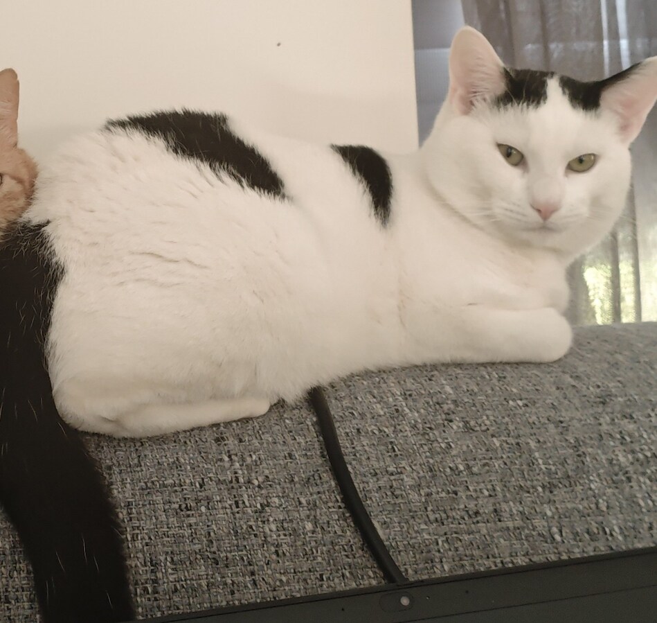 Heb jij Leroy, Loki of Berry gezien? Deze vier huisdieren worden in ...
