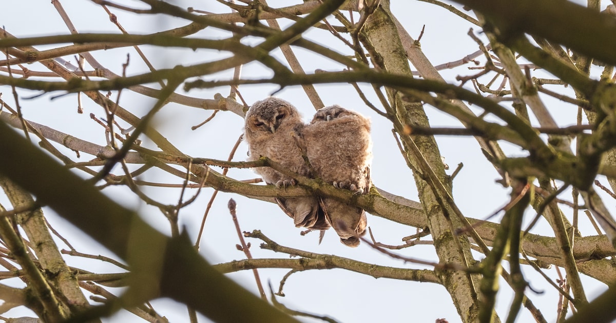 Van heinde en verre komen vogelspotters naar Overvecht voor broedende ...