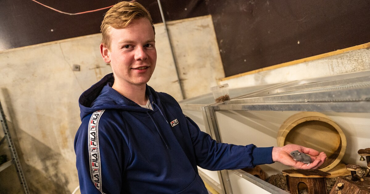 Nick (23) moet noodgedwongen stoppen met fokken van hamstersoort: ‘Ik ...