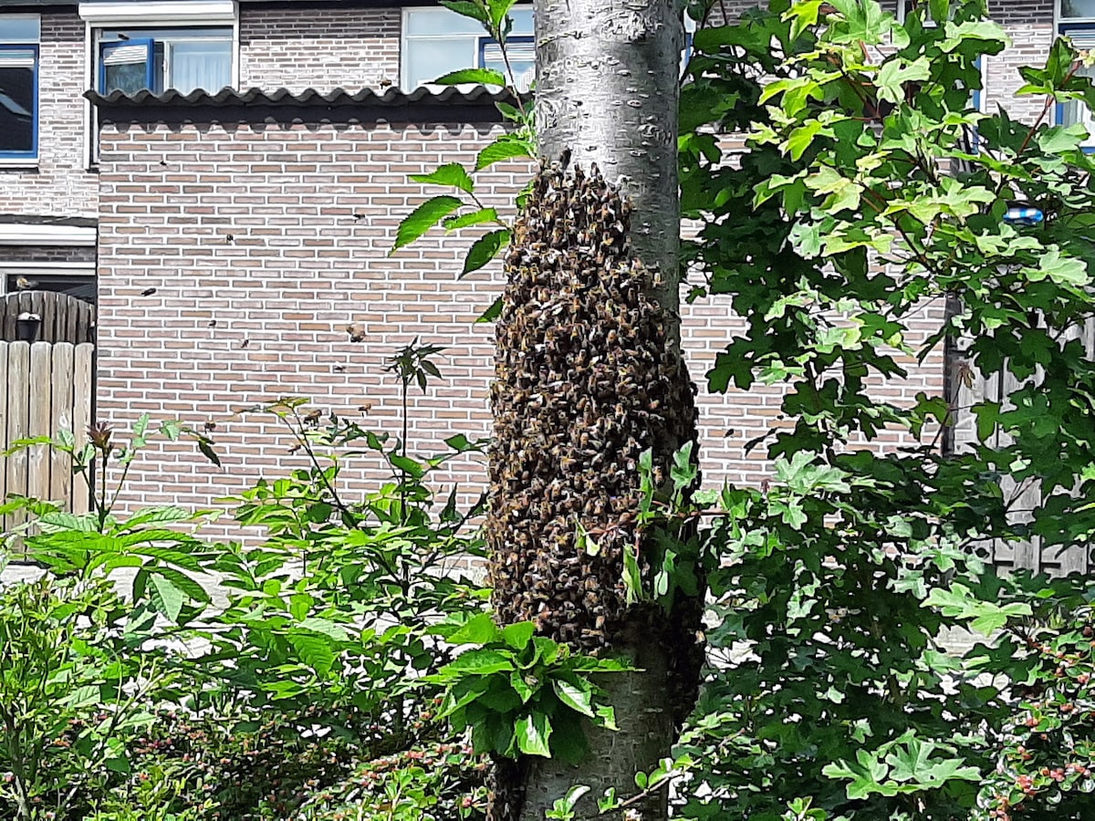 Bijenzwermen in Dalem en Gorinchem bezorgen imker handenvol werk | Foto ...