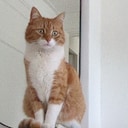 Heb jij Binkie, Doerak of Bibi gezien? Deze zes huisdieren worden in ...
