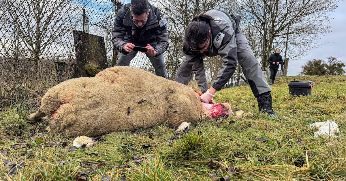Frankrijk versoepelt regels voor afschieten van wolven | Nieuws | AD.nl