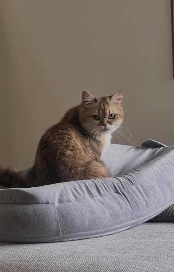 Heb jij Donna, Timmie of Maus gezien? Deze vier huisdieren worden in ...