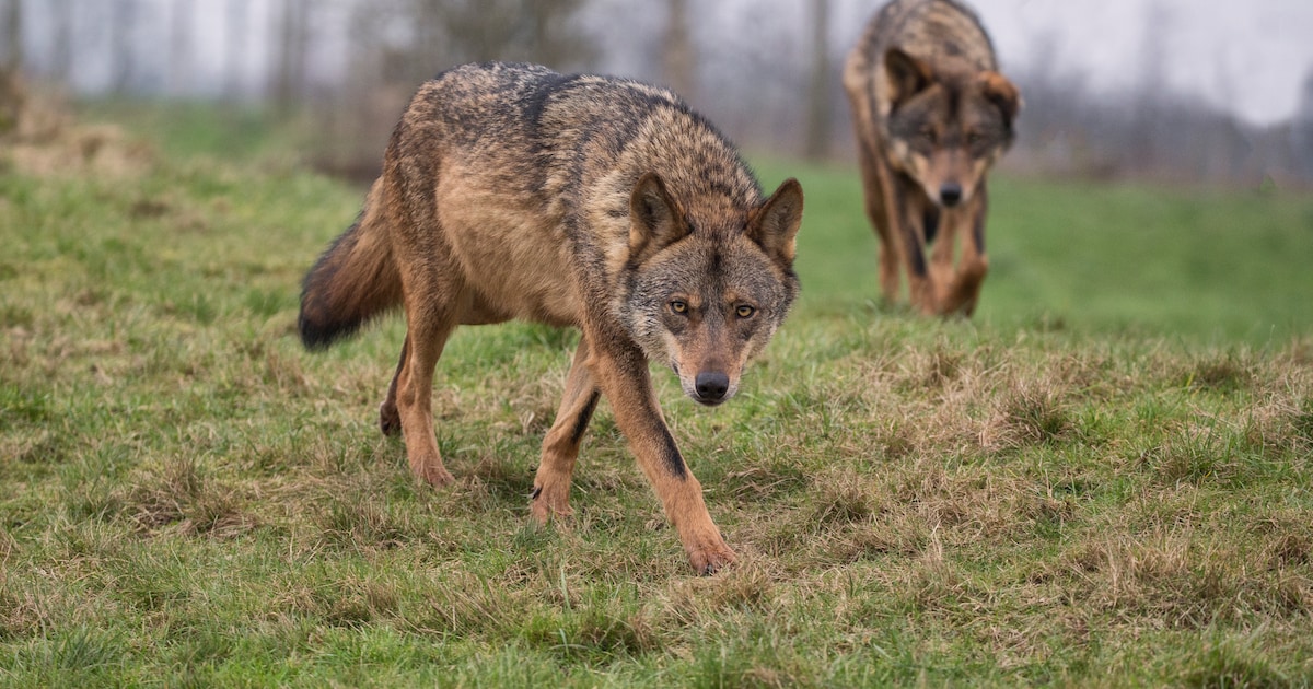 Afschieten wolf pas optie als er 56 roe­dels in Nederland zijn: ‘Wat ...