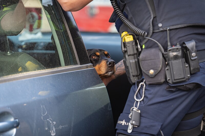 Opgesloten hond na 24 uur bevrijd uit auto in Rotterdam | Regio | AD.nl