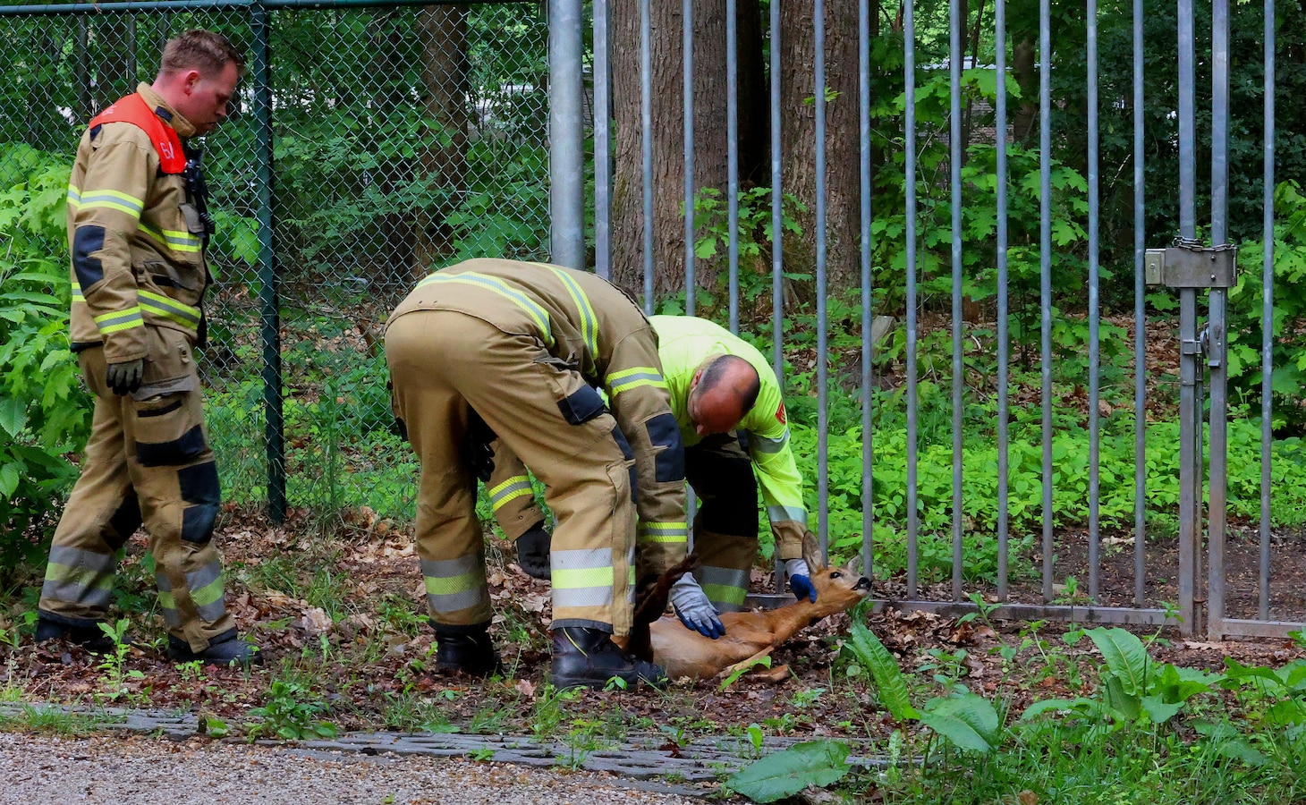 Ree zit klem tussen spijlen van hek in Vught, brandweer laat dier weer ...