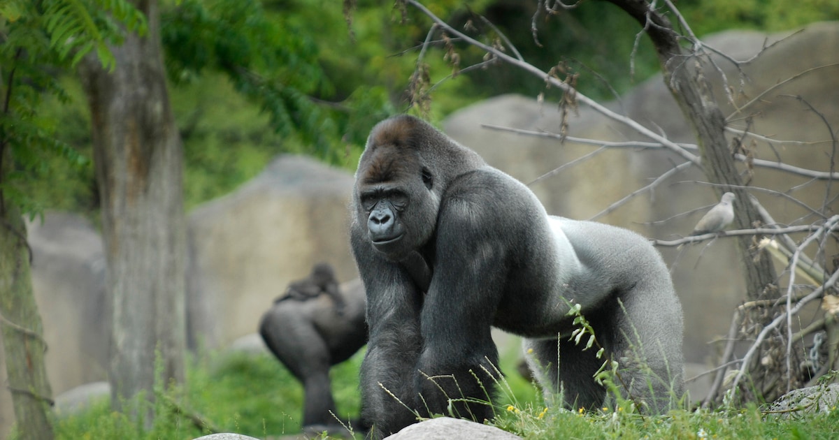 Wereldberoemde gorilla Bokito (27) uit Diergaarde Blijdorp ‘geheel ...