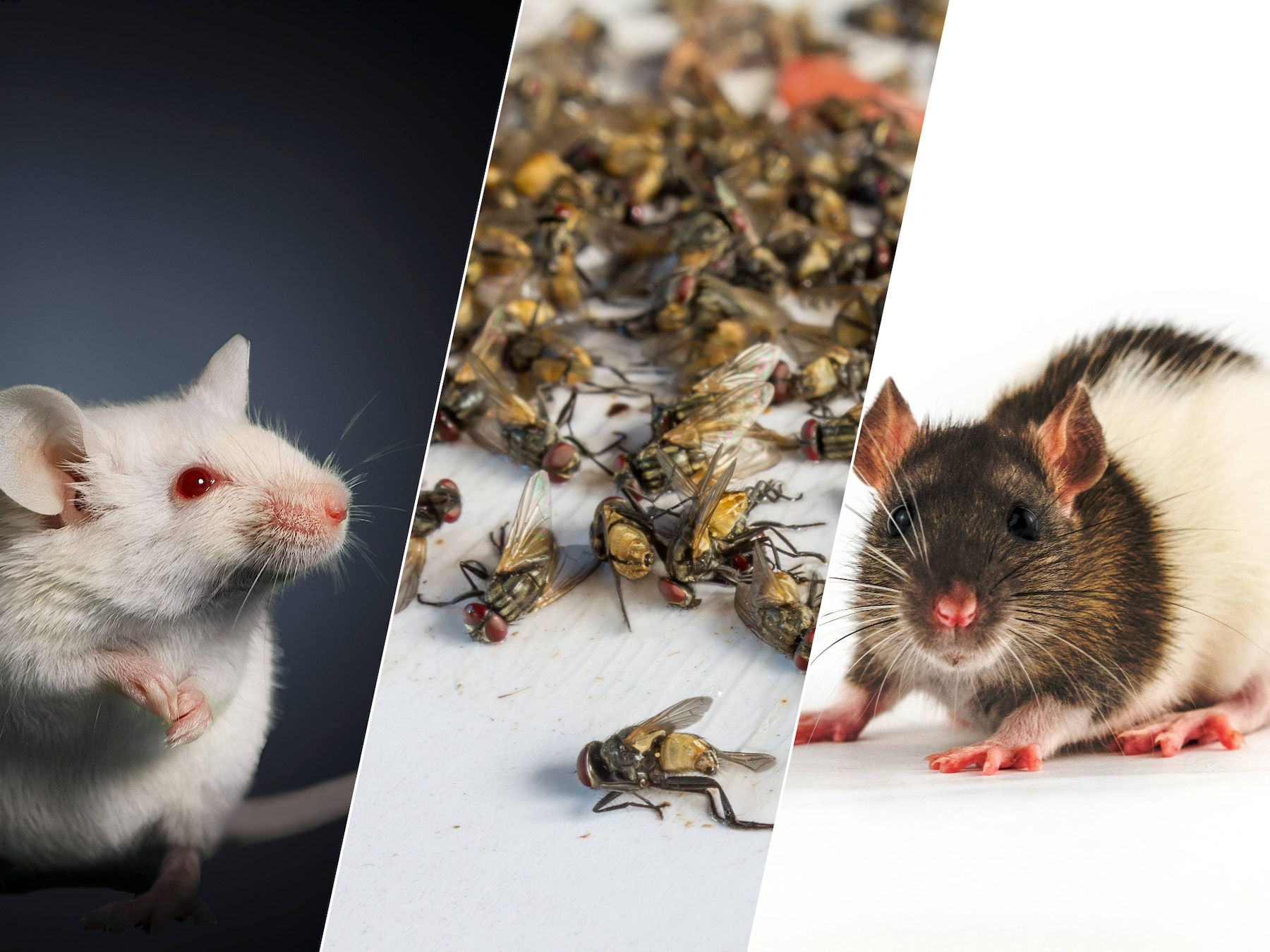 Consumentenbond testte 229 stofzuigers: dit is de beste | Wonen | AD.nl