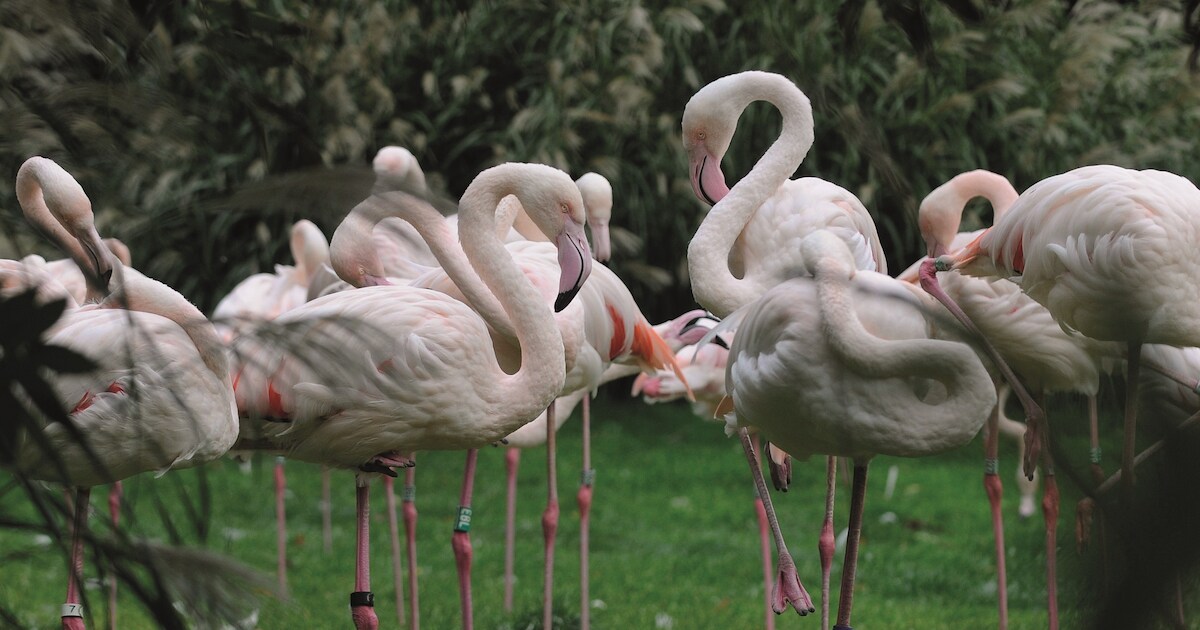 Hoera, de flamingo’s in Blijdorp hoeven nooit meer naar ‘de kapper ...