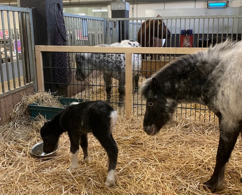 Zo lief! Er is een veulentje geboren bij Stadsboerderij Weizigt | Regio ...