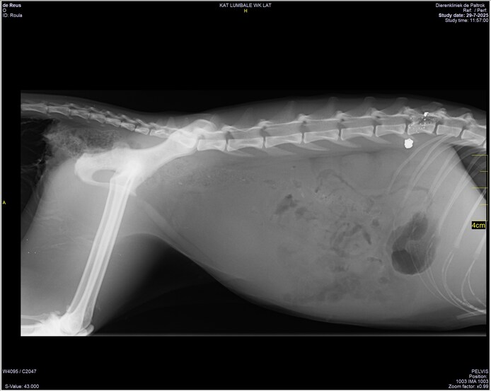 Als vermiste kat Roula na dagen plots opduikt, belanden baasjes in nachtmerrie: ‘Brok in onze ...