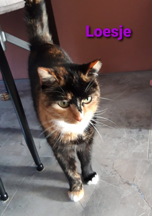Heb jij Odin, Donder of Loesje gezien? Deze vijf huisdieren worden in ...