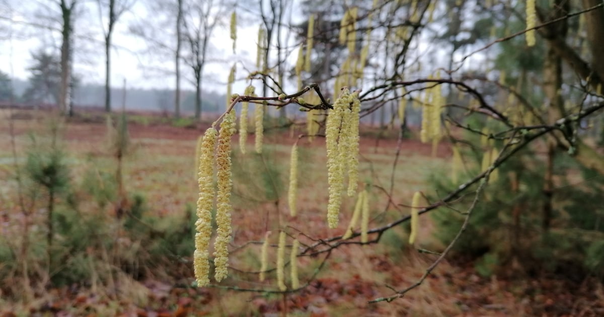 Dassen zijn in Twente al bovengronds gespot, een teken dat natuur van ...