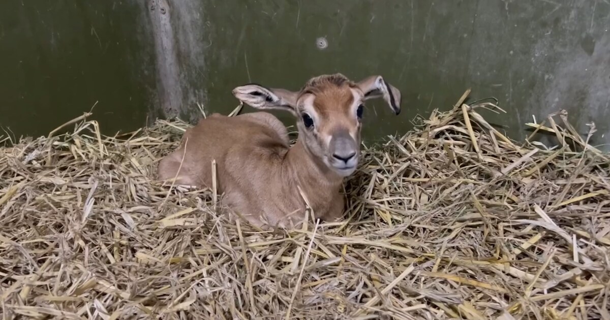 Nieuwe bewoner in Diergaarde Blijdorp: bedreigde Mhorrgazelle geboren ...