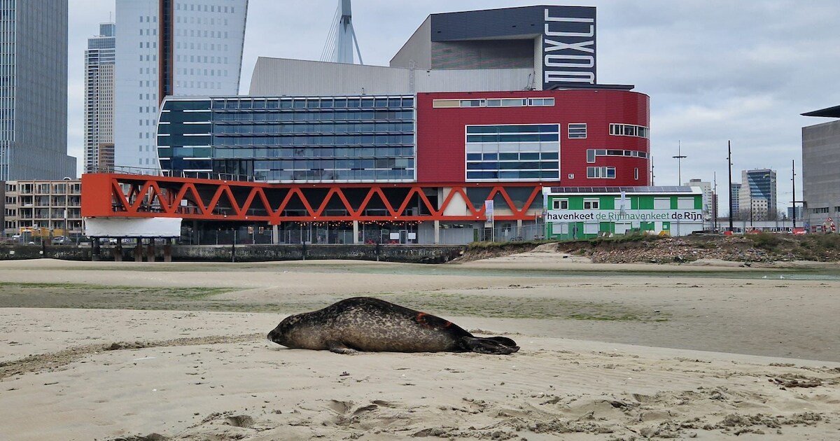 Verdwaalde zeehond kruipt over Rotterdams stadsstrand | Rotterdam | AD.nl