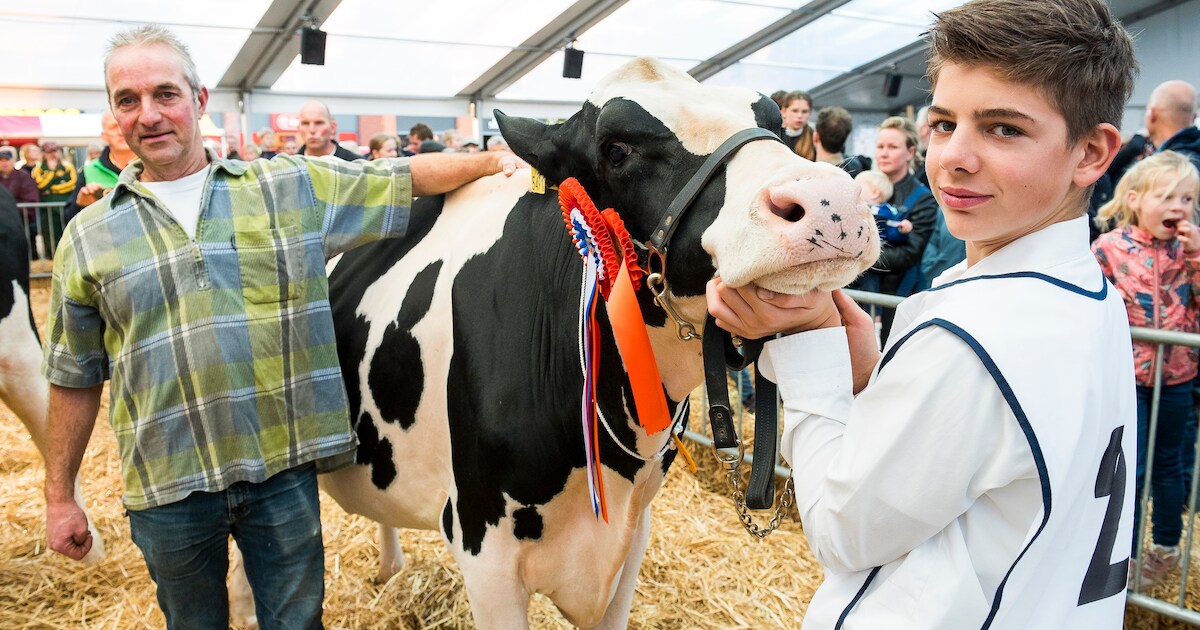 Koeiemart dit jaar zónder koeien wegens blauwtong: ‘Bezorgdheid over ...