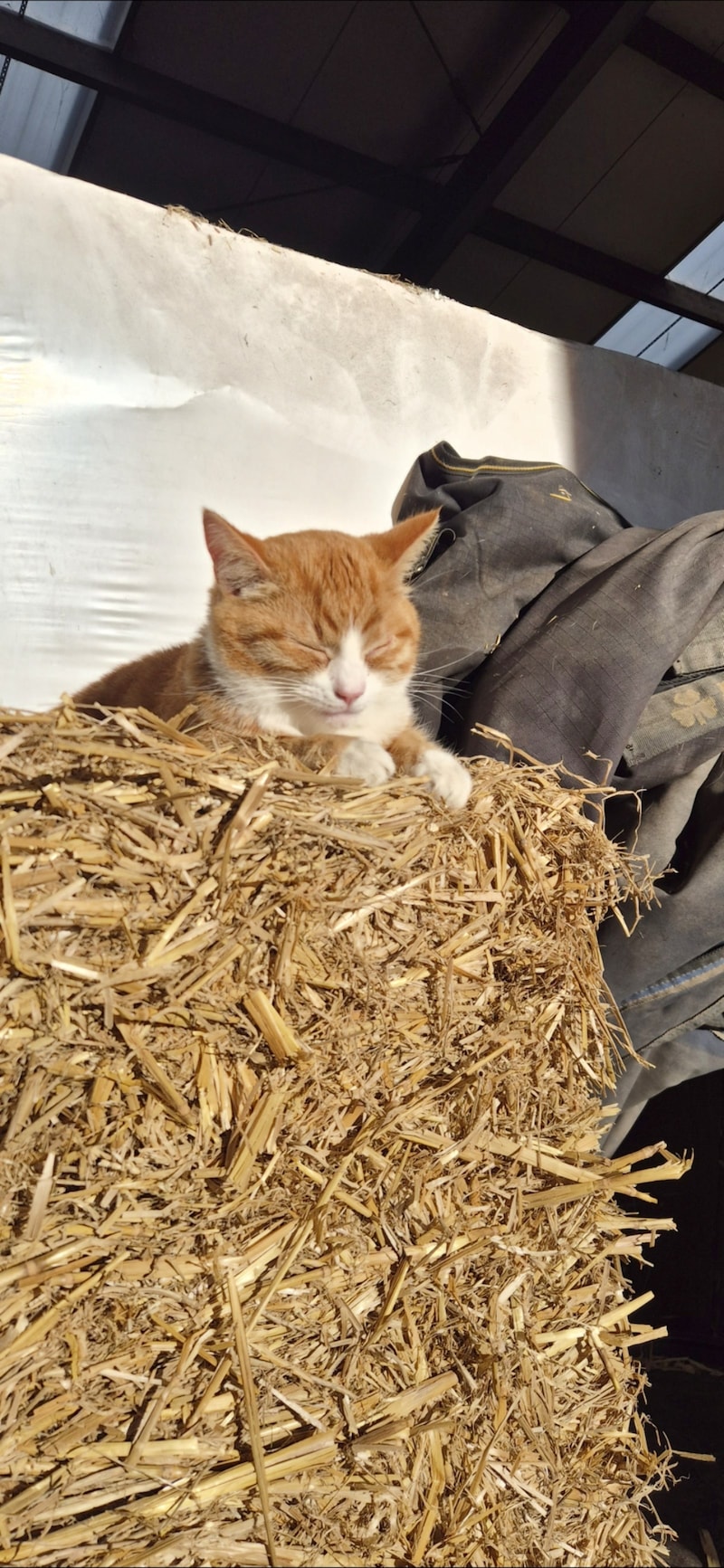 Heb jij Pumba gezien? Dit huisdier wordt in Eemnes vermist | Regio | AD.nl