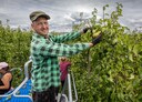 Mariola (60) komt al 26 jaar fruit plukken in Zeeland. Steeds minder ...