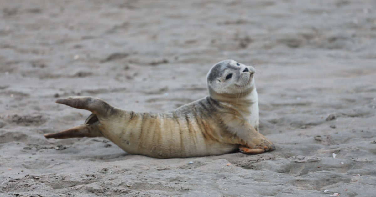 Verdwaalde jonge zeehond terug naar zee begeleid | Den Haag | AD.nl