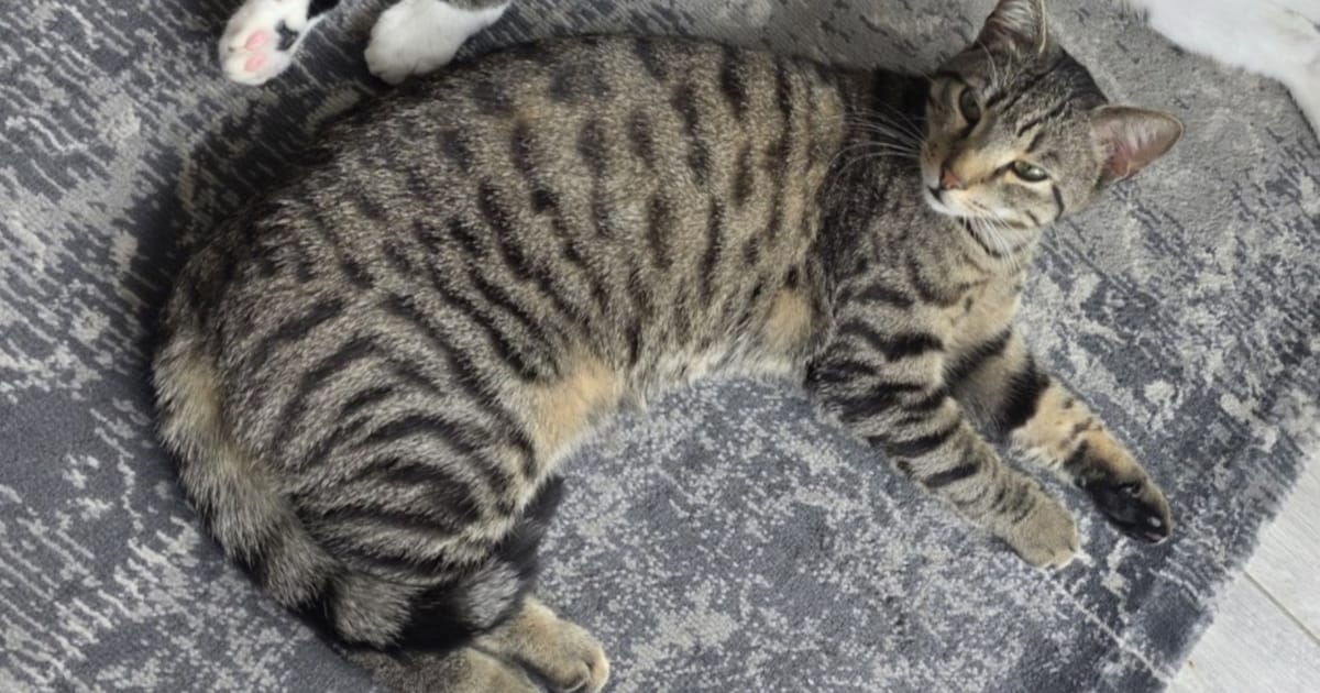 Heb jij Milo gezien? Dit huisdier wordt in Diemen vermist | Regio | AD.nl