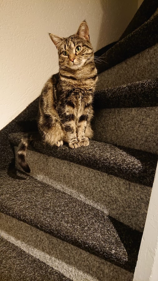 Heb jij Simba of Cloe gezien? Deze twee huisdieren worden in Hoeksche ...