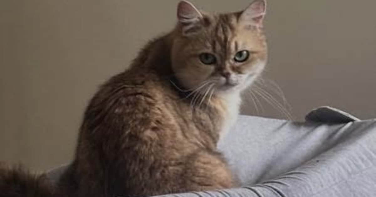 Heb jij Donna, Timmie of Maus gezien? Deze vier huisdieren worden in ...