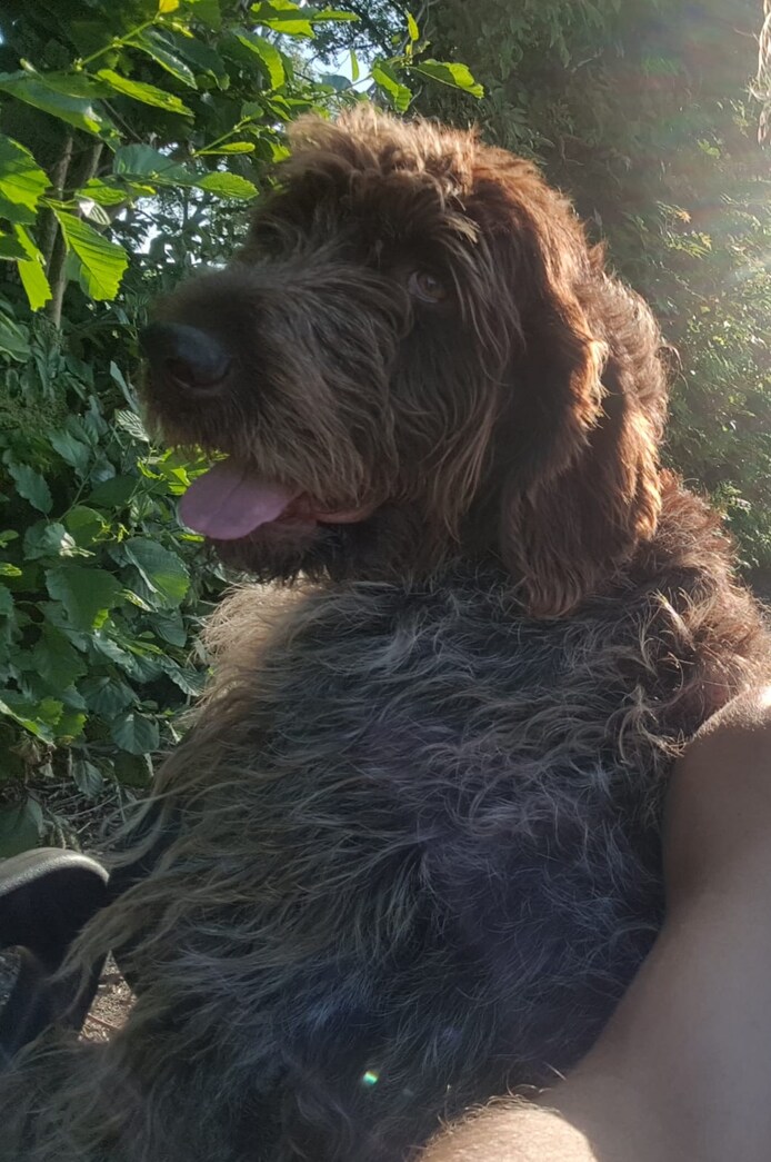 Eigenaar dode hond: ‘Autopsie wijst uit dat Bas is omgekomen door schot ...