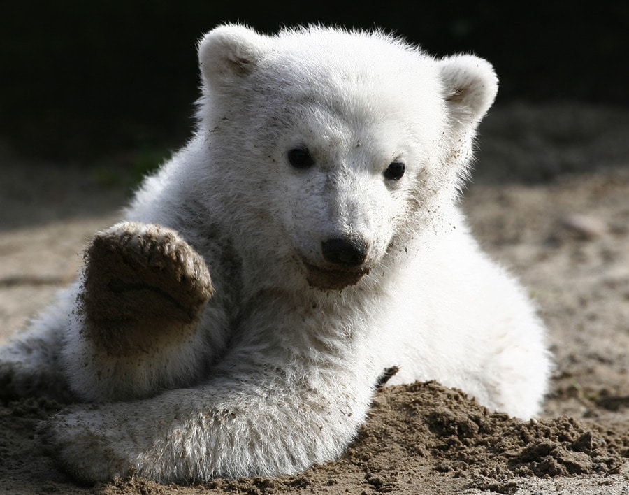 Berlijnse zoo wint zaak rond merknaam 'Knut' | Foto | AD.nl