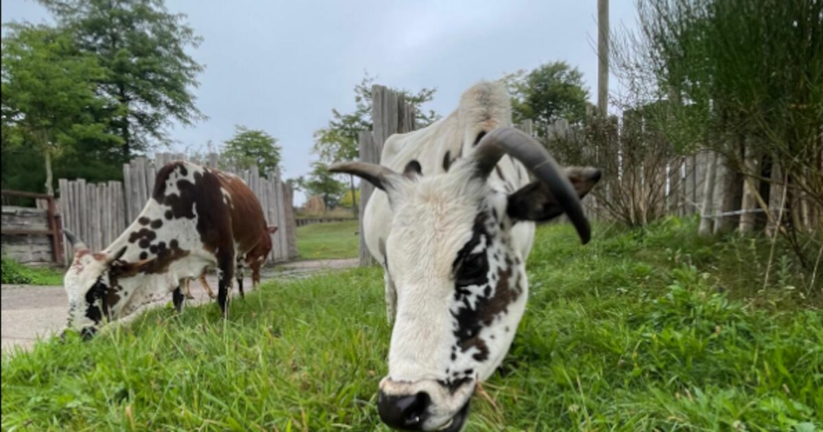 Oudste zeboe van 18 jaar overleden in Wildlands Emmen | Emmen | AD.nl