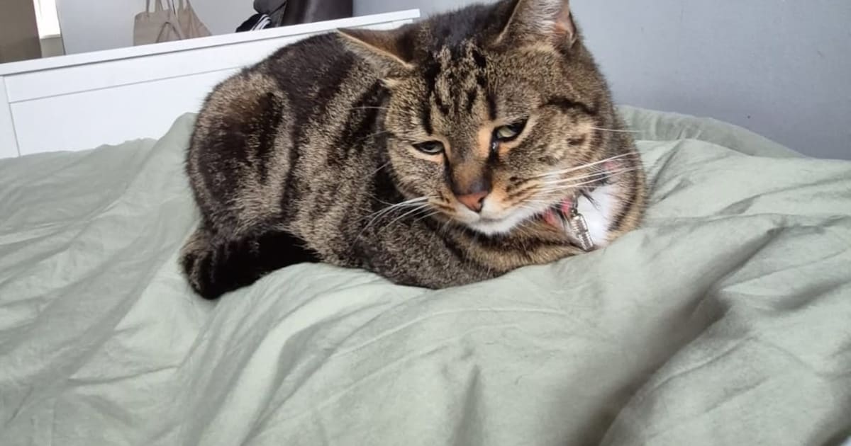 Heb jij Brutus, Swabber of Martina gezien? Deze drie huisdieren worden ...