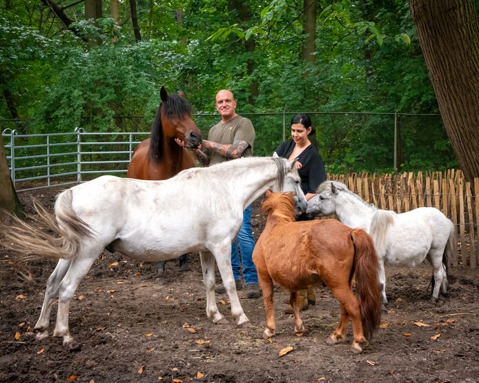 Eindhovense daklozen krijgen met behulp van paarden coaching bij BioArt ...