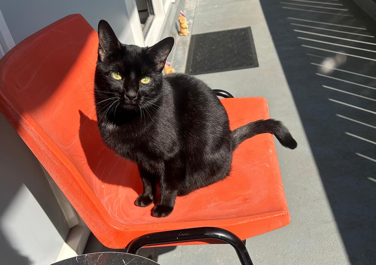 Heb jij Mochi gezien? Dit huisdier wordt in Gennep vermist | Foto | AD.nl