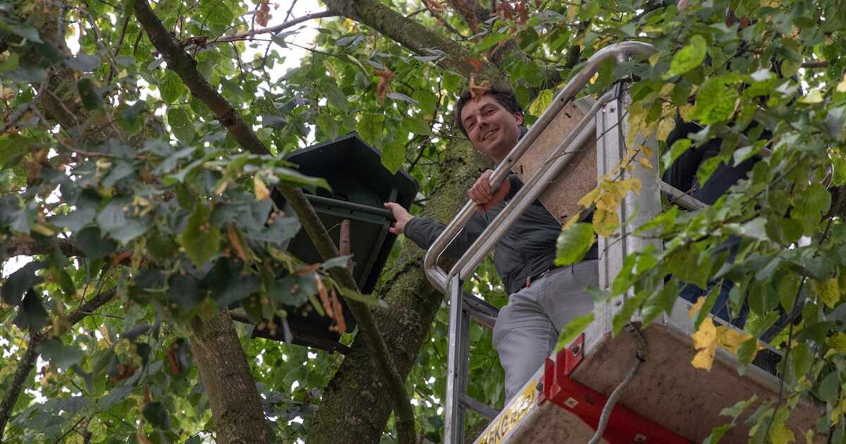 Uilenkast midden in woonwijk opgehangen na wandelgesprek met wethouder ...