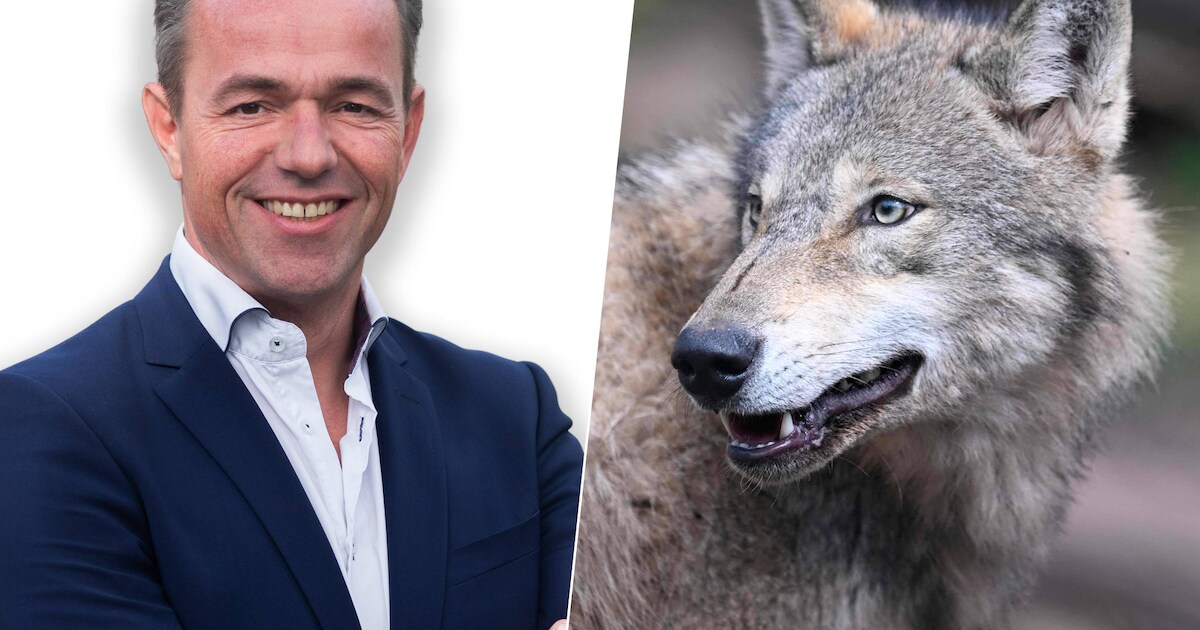 Rot toch op met je wolf; gaan we ook juichen als de bruine beer terugkeert? | Alphen aan den ...
