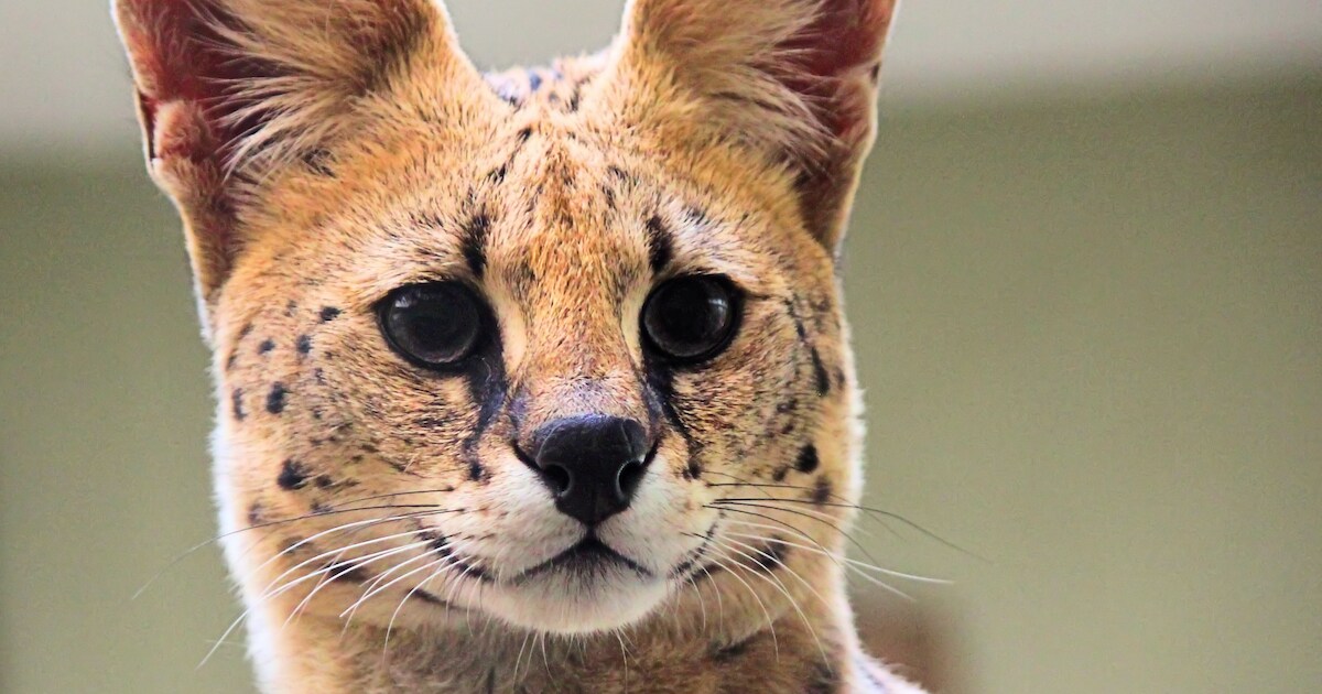 Gemist? Politieke bijeenkomst over Feyenoord City afgeblazen en een ...