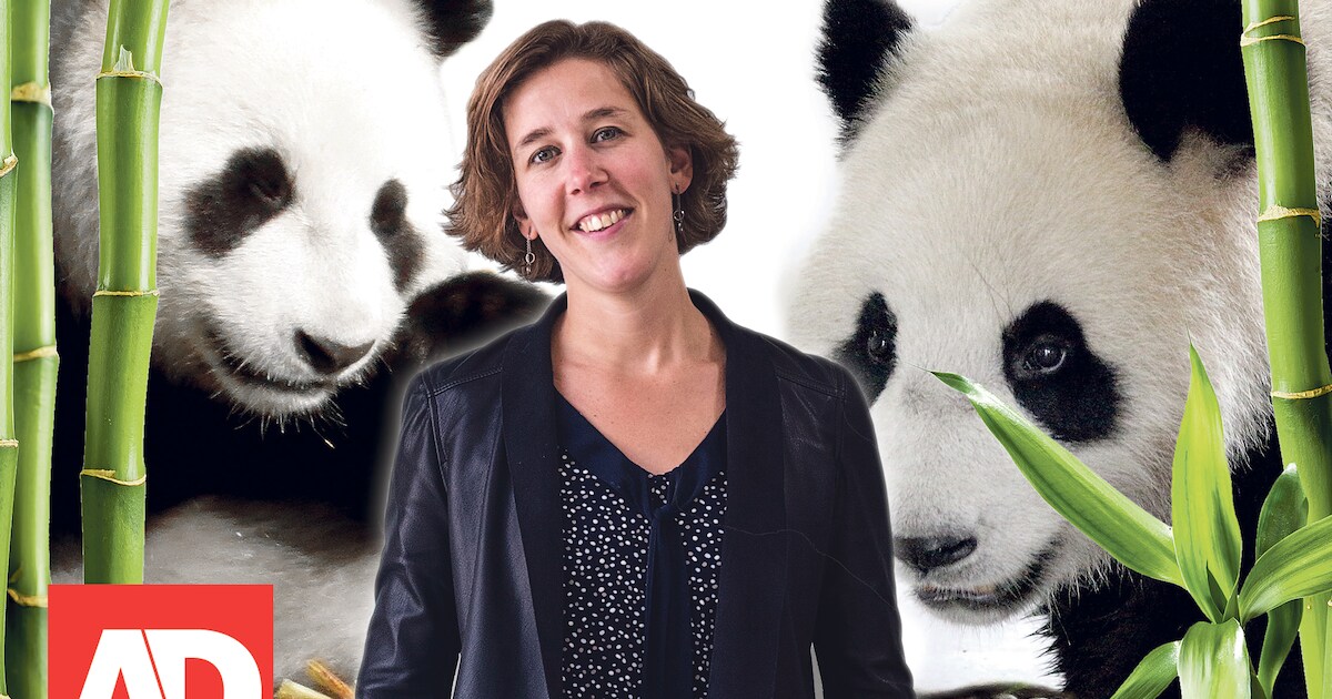 BLOG - Zet er 'panda' voor en het is schattig | Utrecht | AD.nl