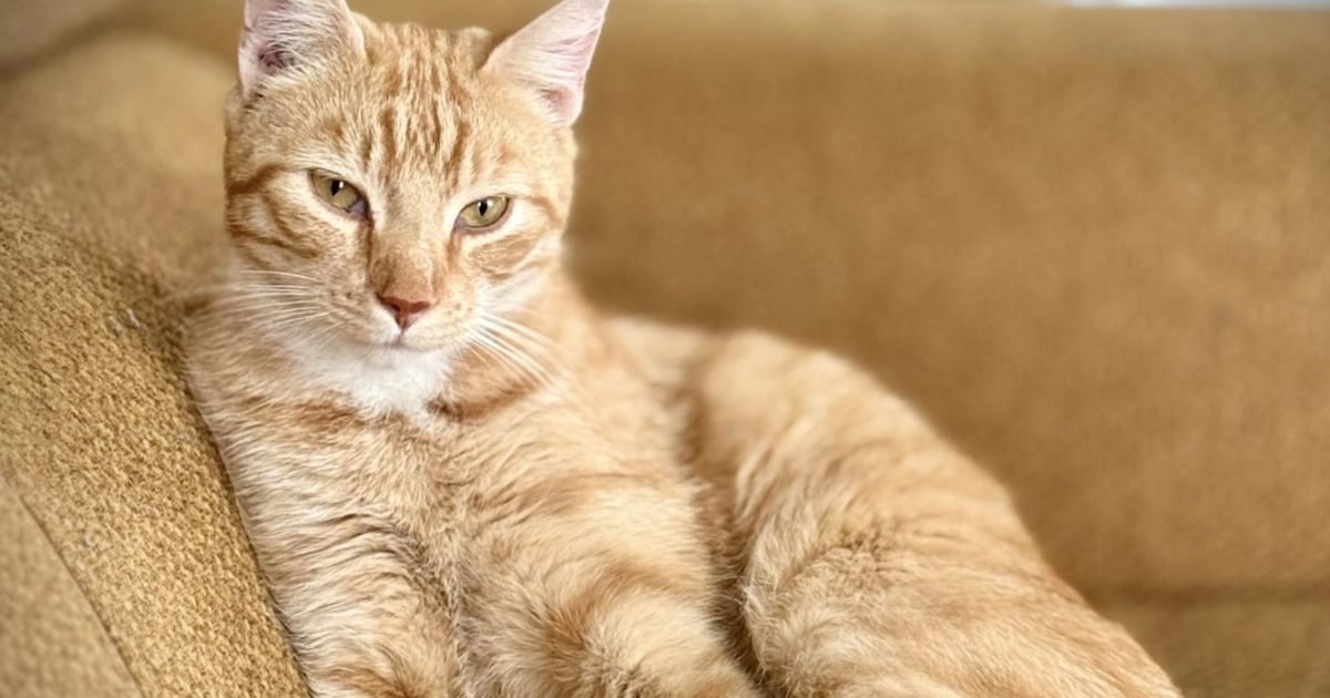 Heb jij Leo gezien? Dit huisdier wordt in Westerwolde vermist | Regio ...