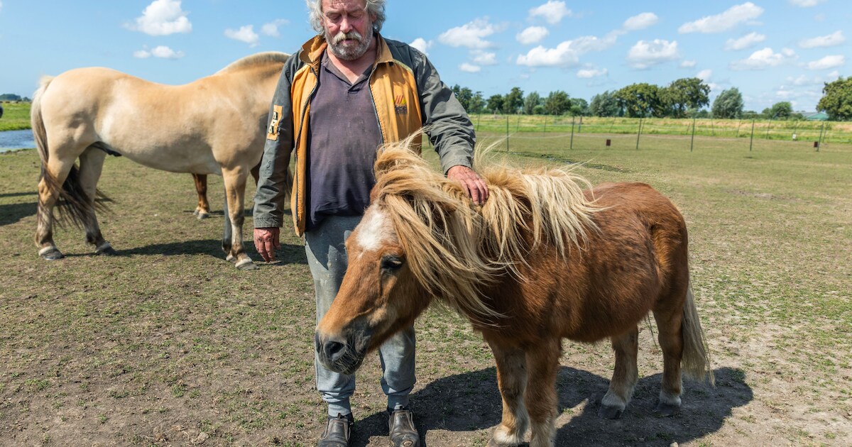 Van rechter moet pony Farfalla naar huis, maar Peter krijgt niet te ...