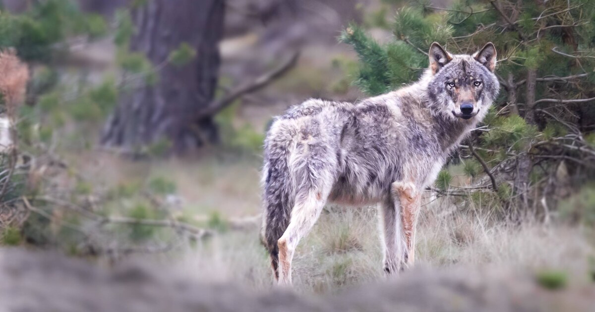 Ziet u het al voor zich, de wolf in de Krimpenerwaard of bij de ...
