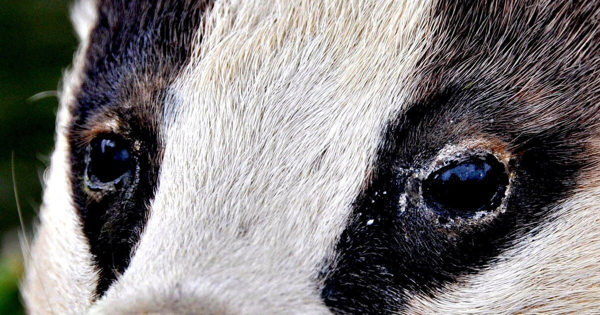 Dassen zijn weer terug, extra kostenpost voor Waterpark Dommelsvoort ...