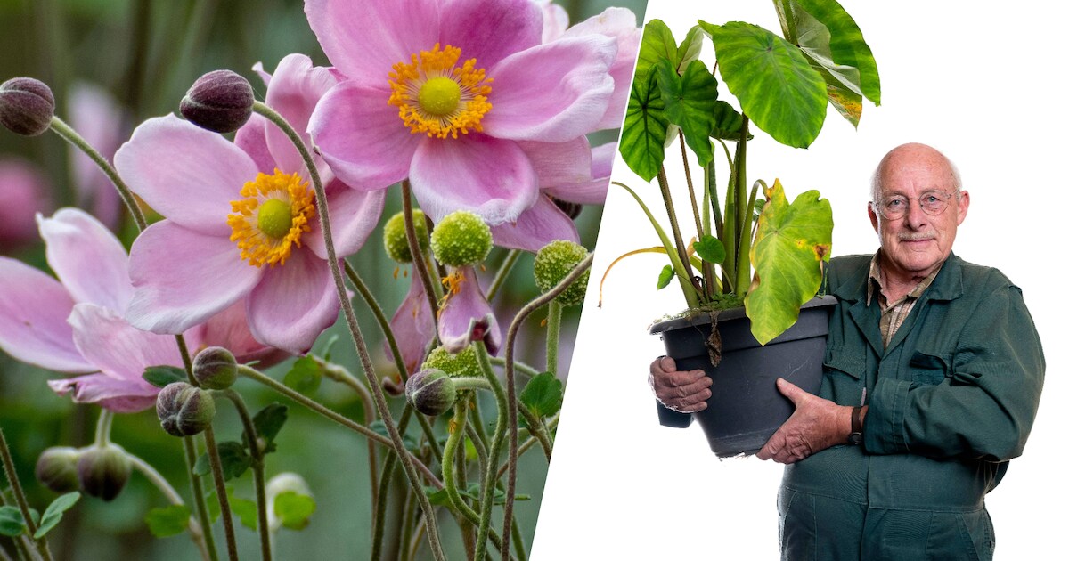 Deze laatbloeiers geven je tuin in het najaar kleur | Wonen | AD.nl