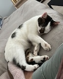 Heb jij Mia, Bob of Noenoe gezien? Deze drie huisdieren worden in ...