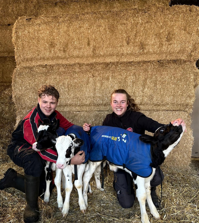 Drieling kalveren geboren op boerderij in Achterhoek, maar er is één ...