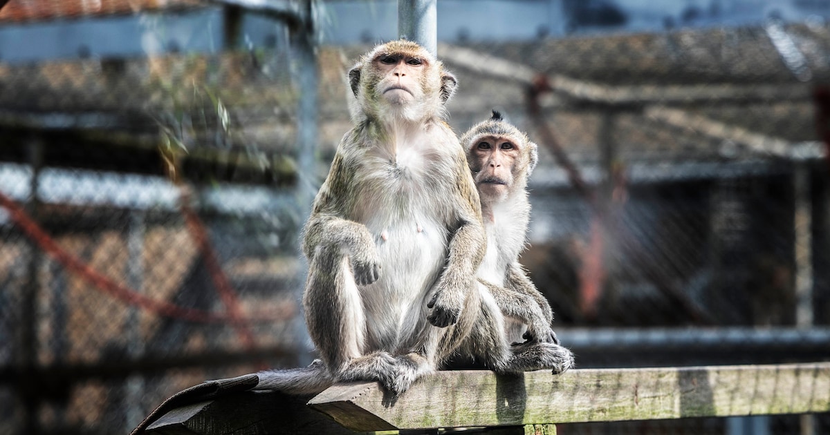 Laboratorium moet stoppen met proeven op apen, maar wetenschap is ...