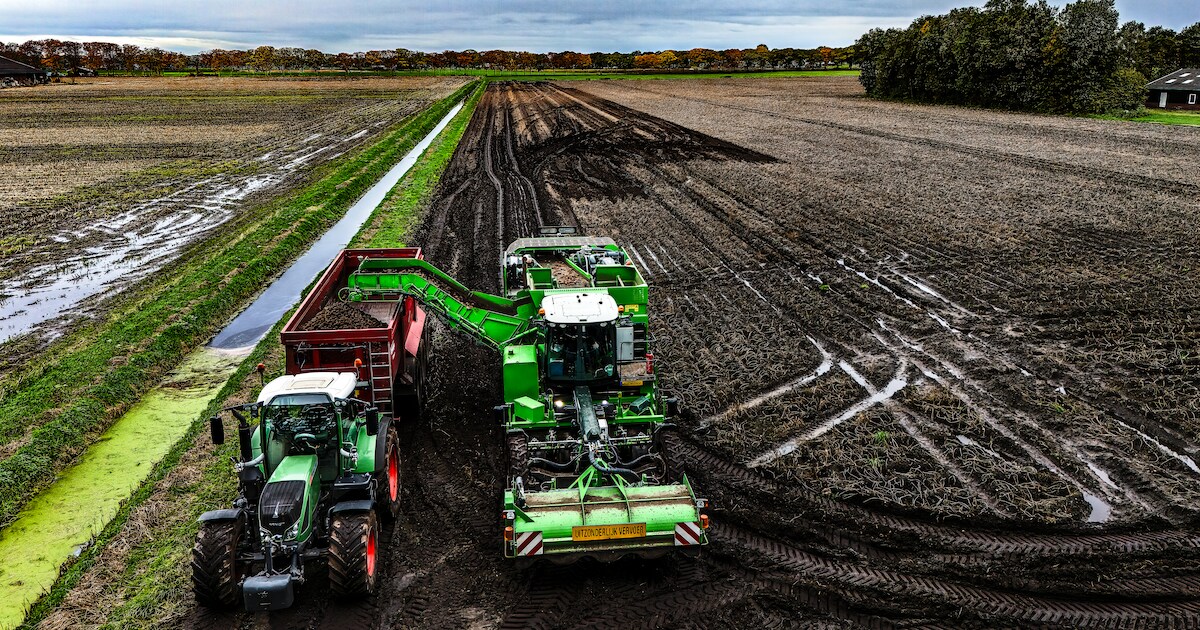 Vorst genadeslag voor verdronken piepers, maar ‘Nederland springt er ...