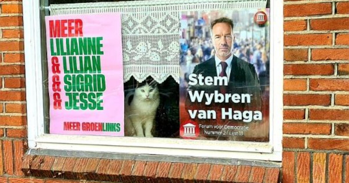Een kat tussen een poster van GroenLinks en affiche van FVD: een ...