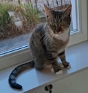 Heb jij Freddie, Jennah of Marly gezien? Deze acht huisdieren worden in ...